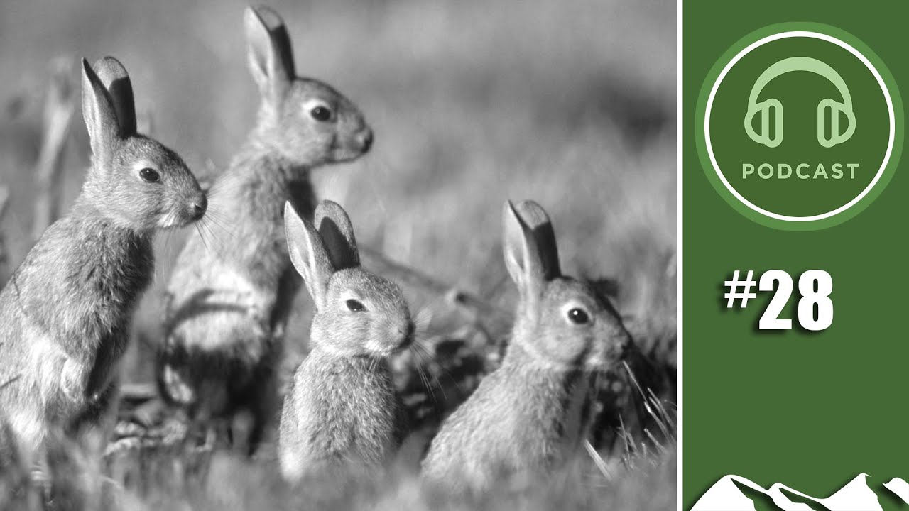 Where have all the rabbits gone? - Andy Crow and Jaf Jefferson ...