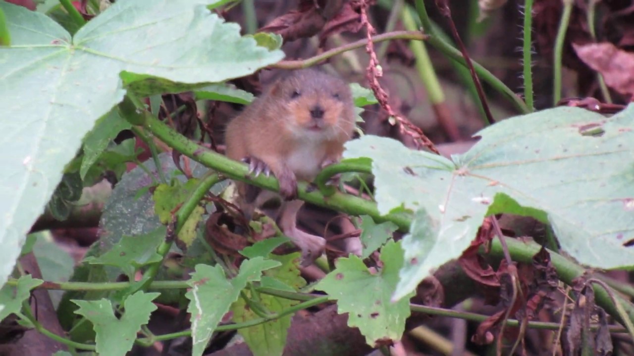 Rata nutria (Holochilus Sp.) - Cría vocalizando - YouTube