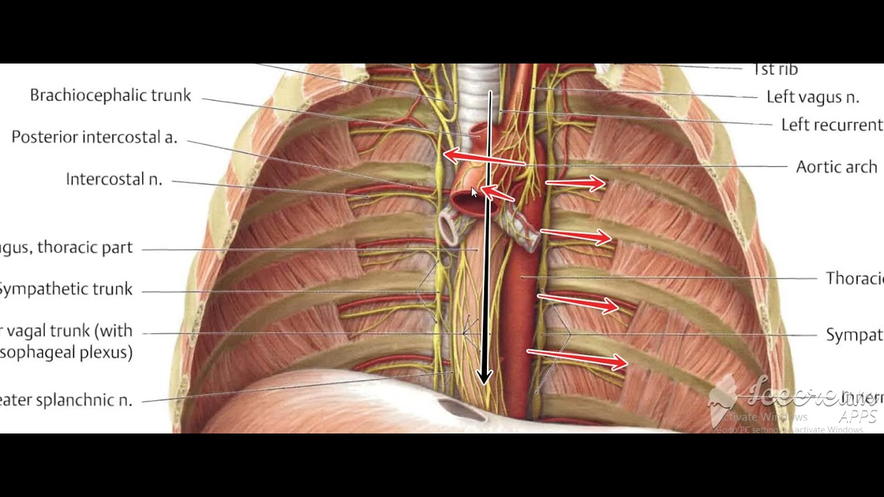 Posterior Intercostal Arteries Posterior Intercostal Arteries