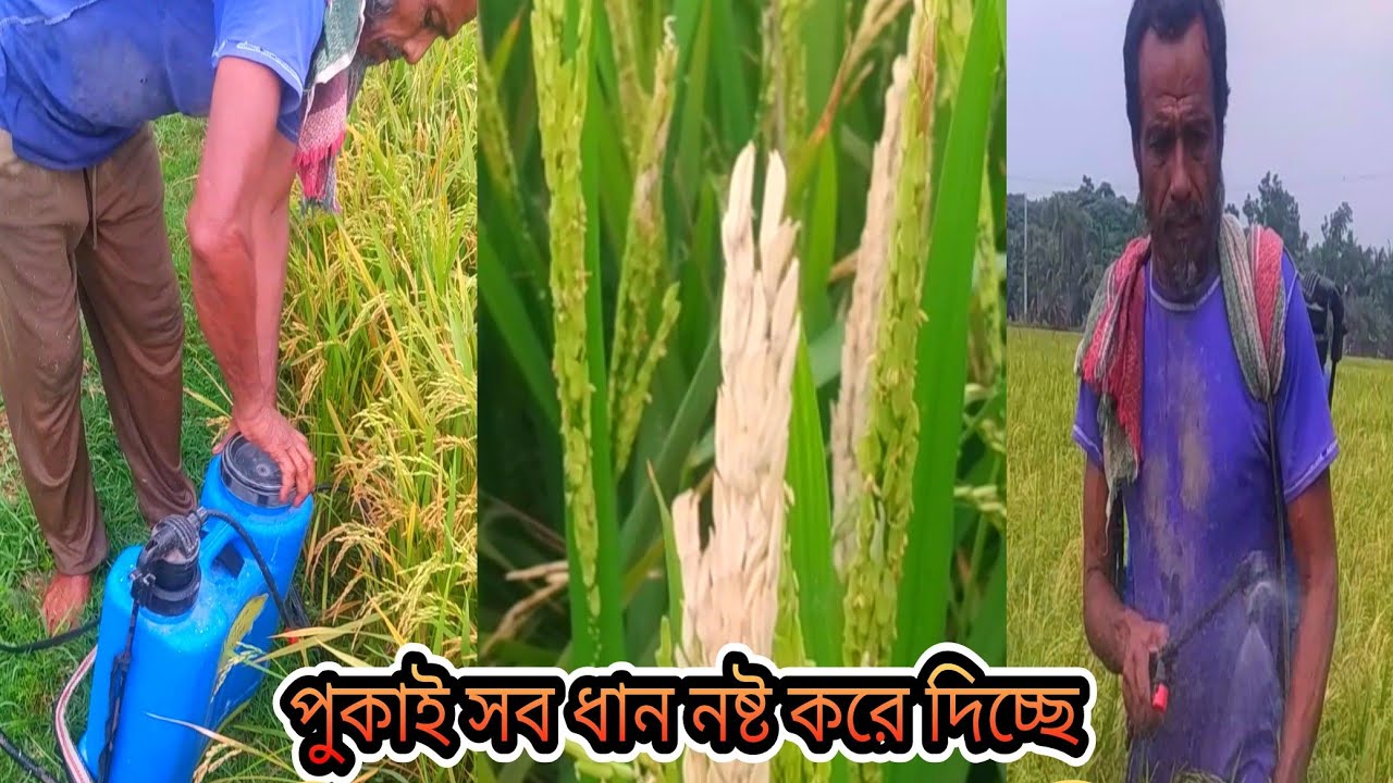 পোকাই ধান কেটে সব নষ্ট করে দিচ্ছে এজন্য কীটনাশক স্প্রে করতে চলে আসলাম 😭 ...