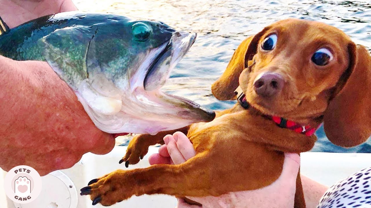 Funniest Dog Can Raise Your Mood #3 🤣 FUNNY DOGS Videos | Pets Gang ...
