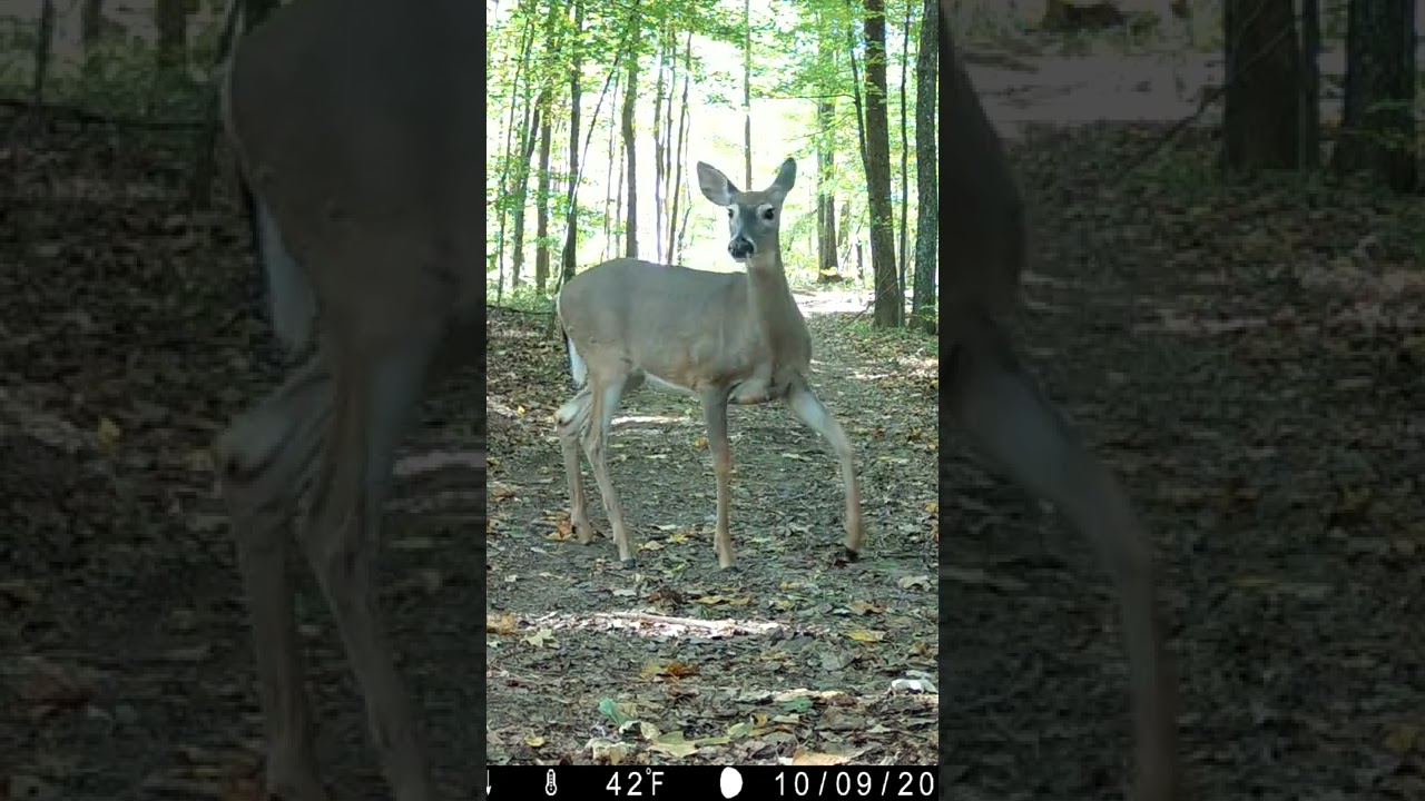 Trail Camera: Deer Turnaround!!! - YouTube