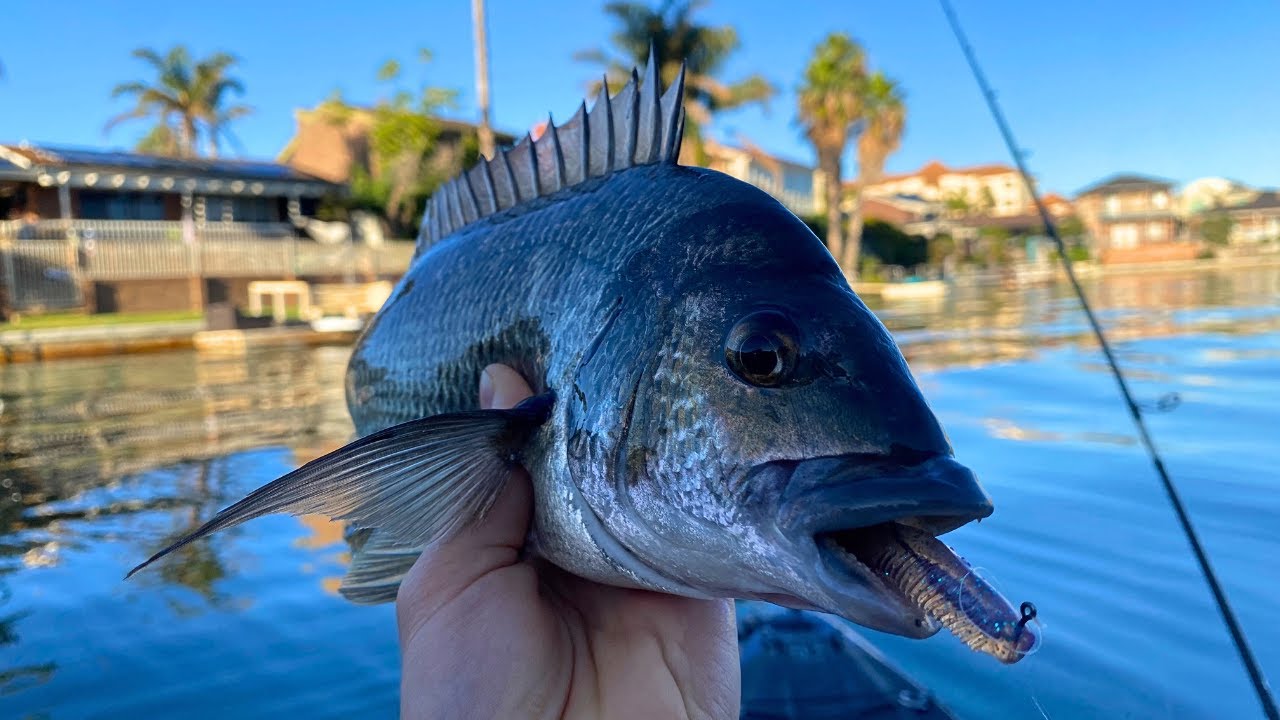 West Lakes Bream Kayak Fishing - YouTube