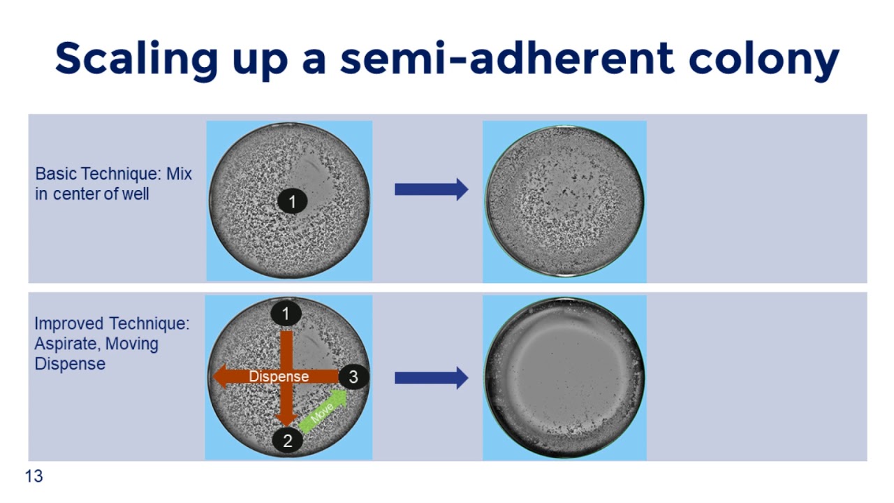 Factors to Consider During Adaptation of a Manual Cell Line Development ...