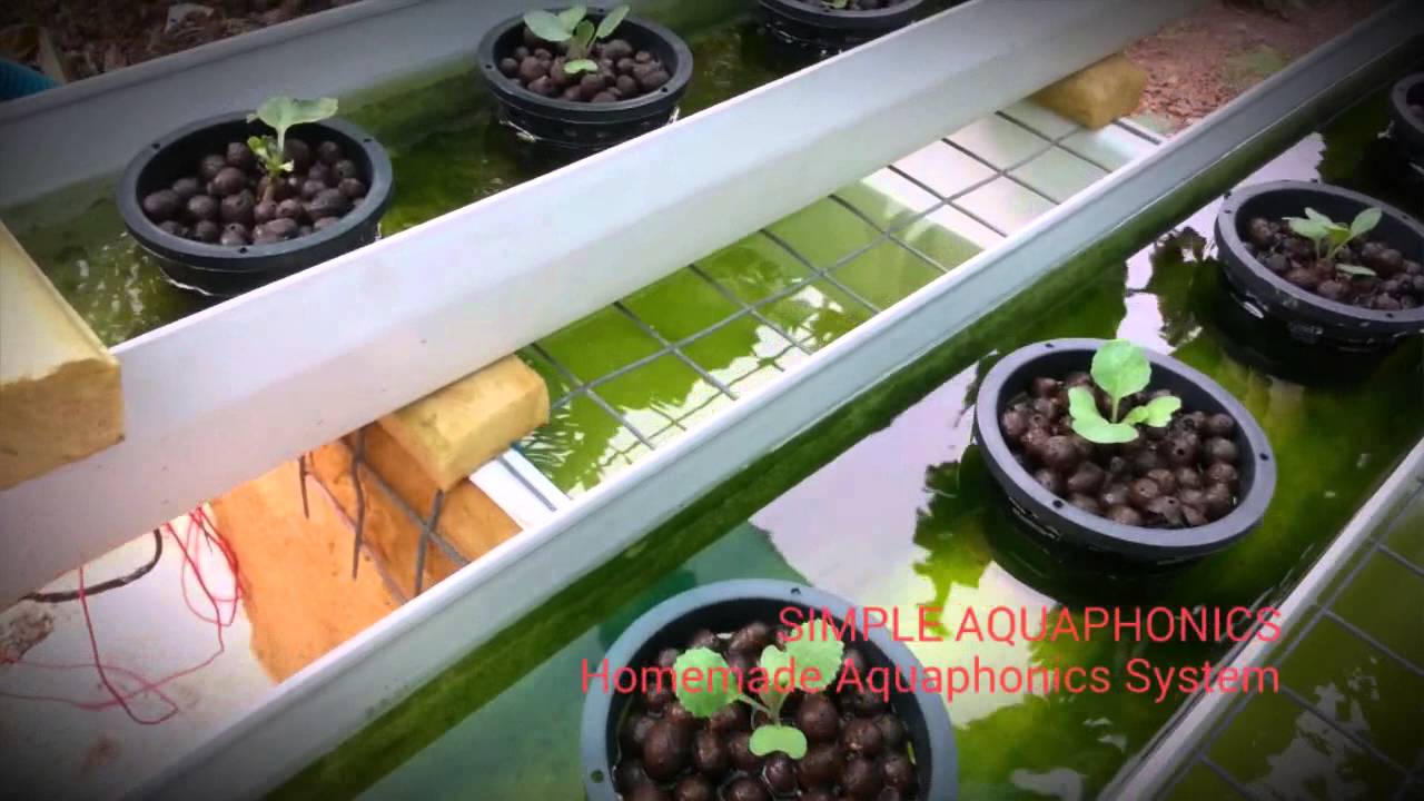 SIMPLE AQUAPONICS - KITCHEN FARMING - GROW VEGETABLES AT HOME - YouTube