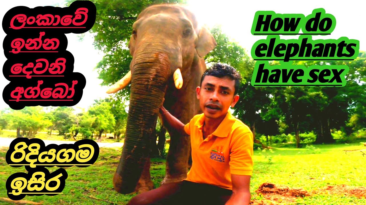 how do elephant have sex / ඉසිරගෙ චන්ඩිකම් #elephant #elephantattack #wildlife #wildmachan - YouTube