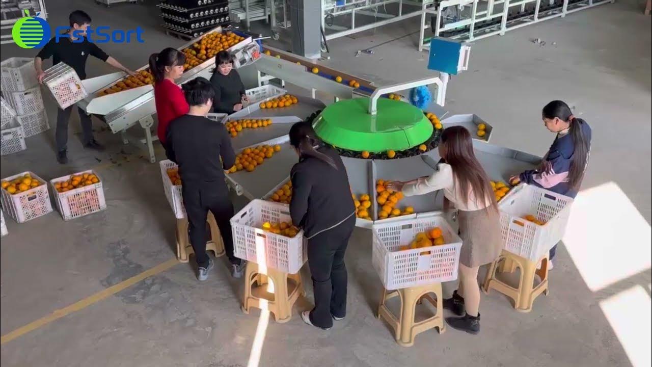 Citrus grading machine Orange sorting packaging line mandarin weight sorter fruit processing ...