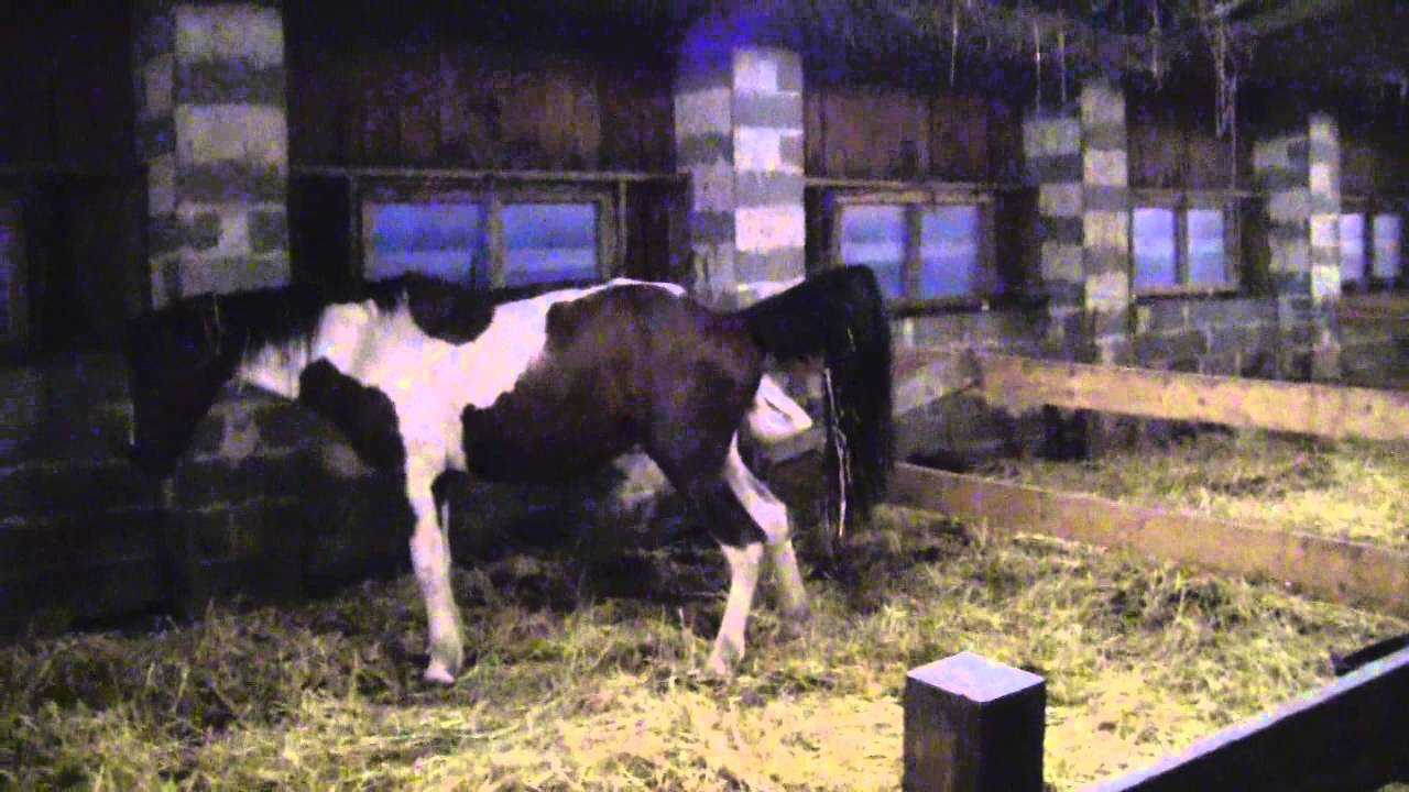 Eloïne : poulinage et premier pas(1/4) - YouTube