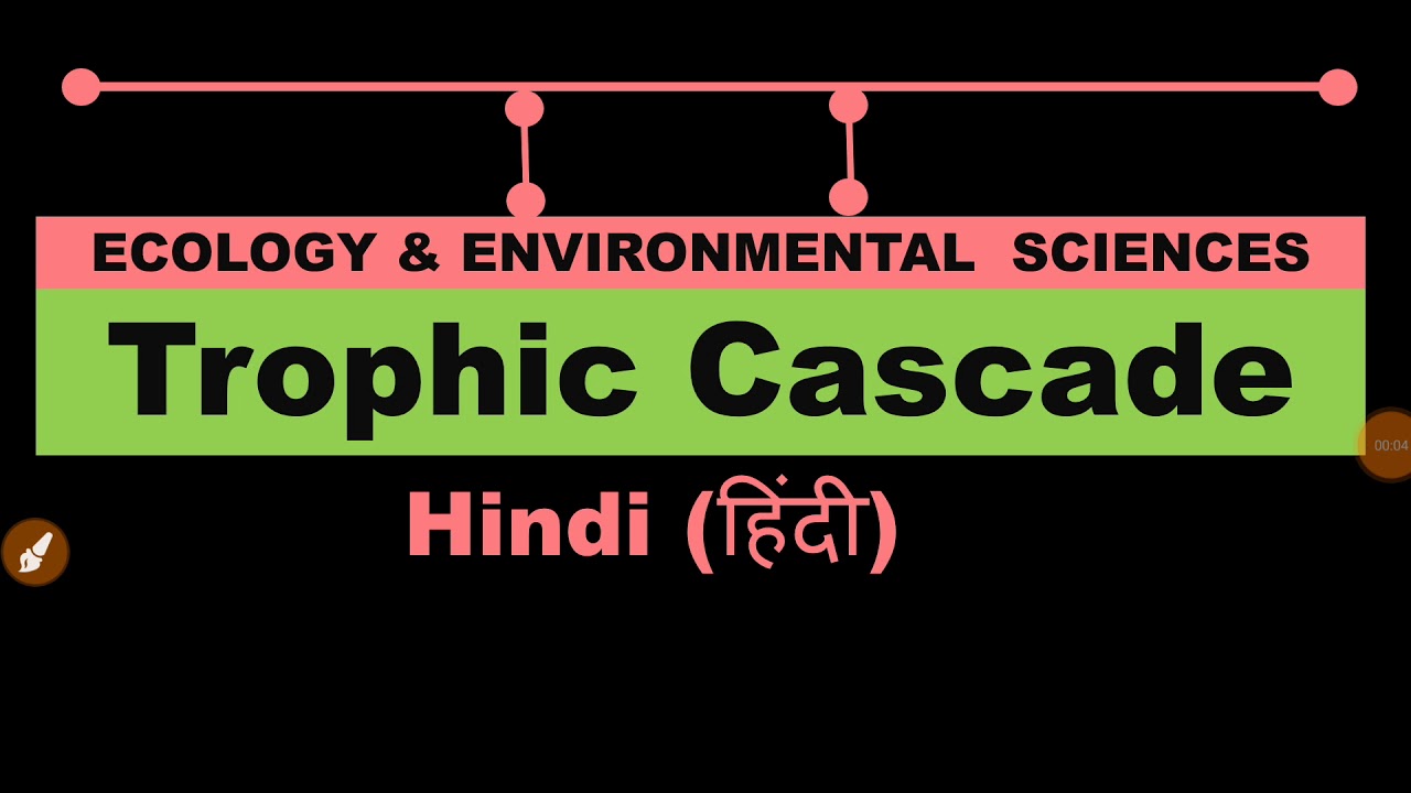 Trophic cascade basic explanation in hindi | mind mapping - YouTube