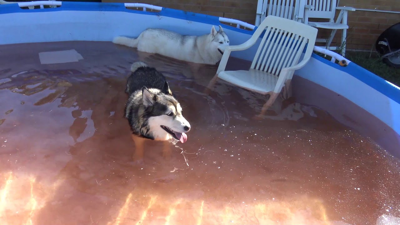 I have wolves in my pool. Husky & malamute go for paddle. - YouTube