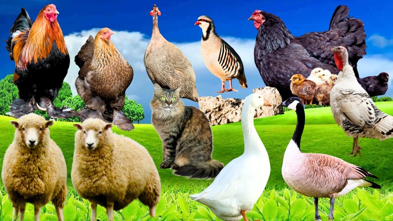 FARM ANIMALS SOUND, DUCKS SOUND,HENS,ROOSTER,TURKEY HENS,CHICKS,COW ...