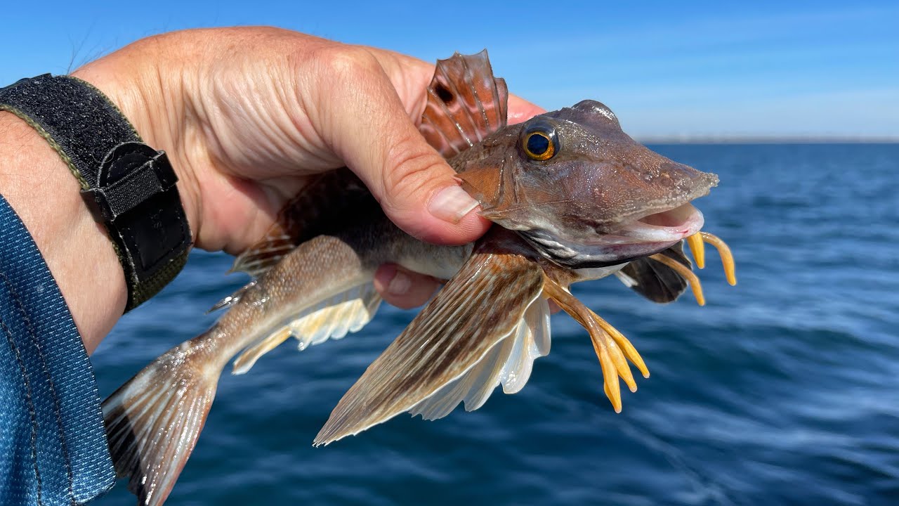 Catch, Clean, Cook & Eat Sea Robins - YouTube
