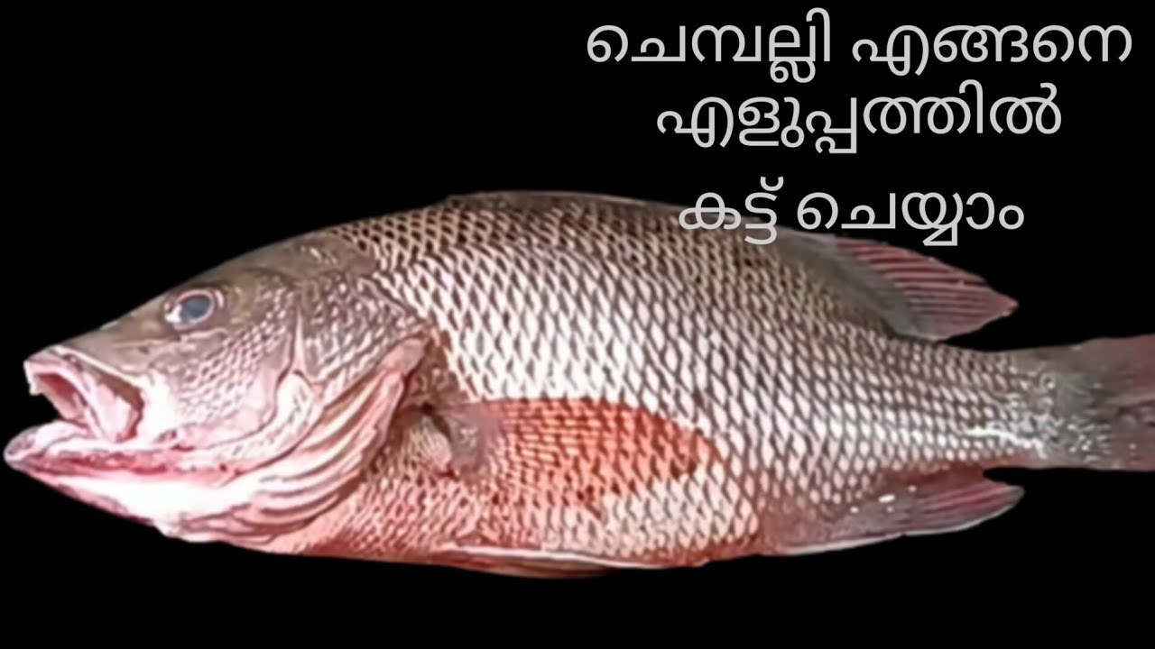 How to chemballi cutting at home // Easy fish cutting //ചെമ്പല്ലി മീ ...