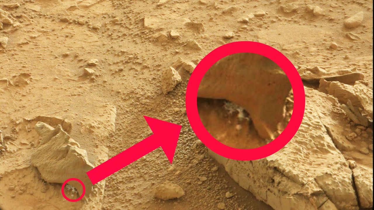 Perseverance Rover & Curiosity captured Alive Creature (sol 173-192)on ...