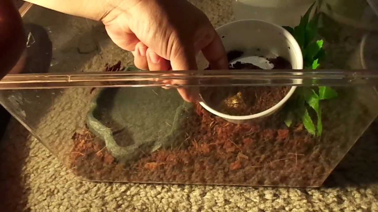 Pacman frog setup - YouTube