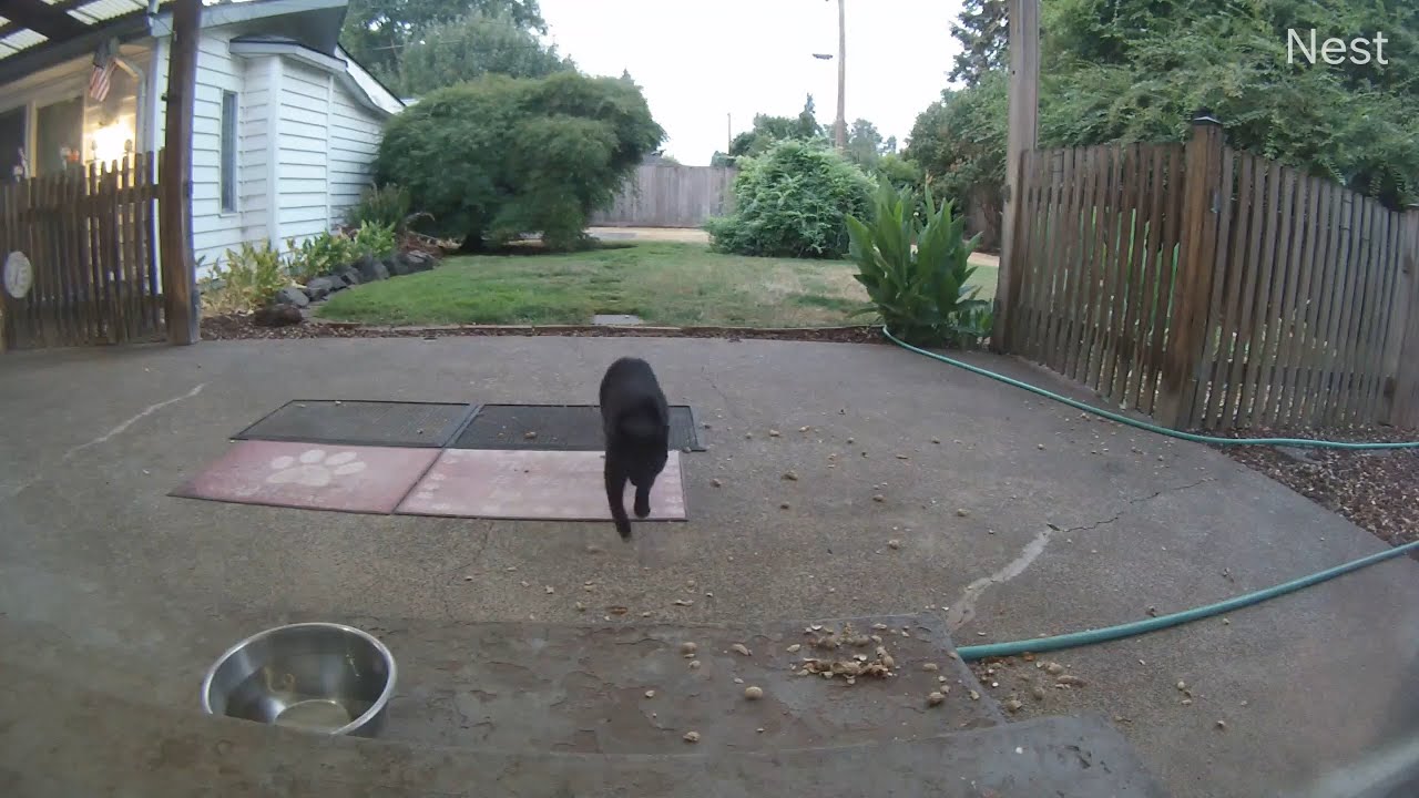 KiKi Panther makes a dramatic entrance from our backyard then bounces ...