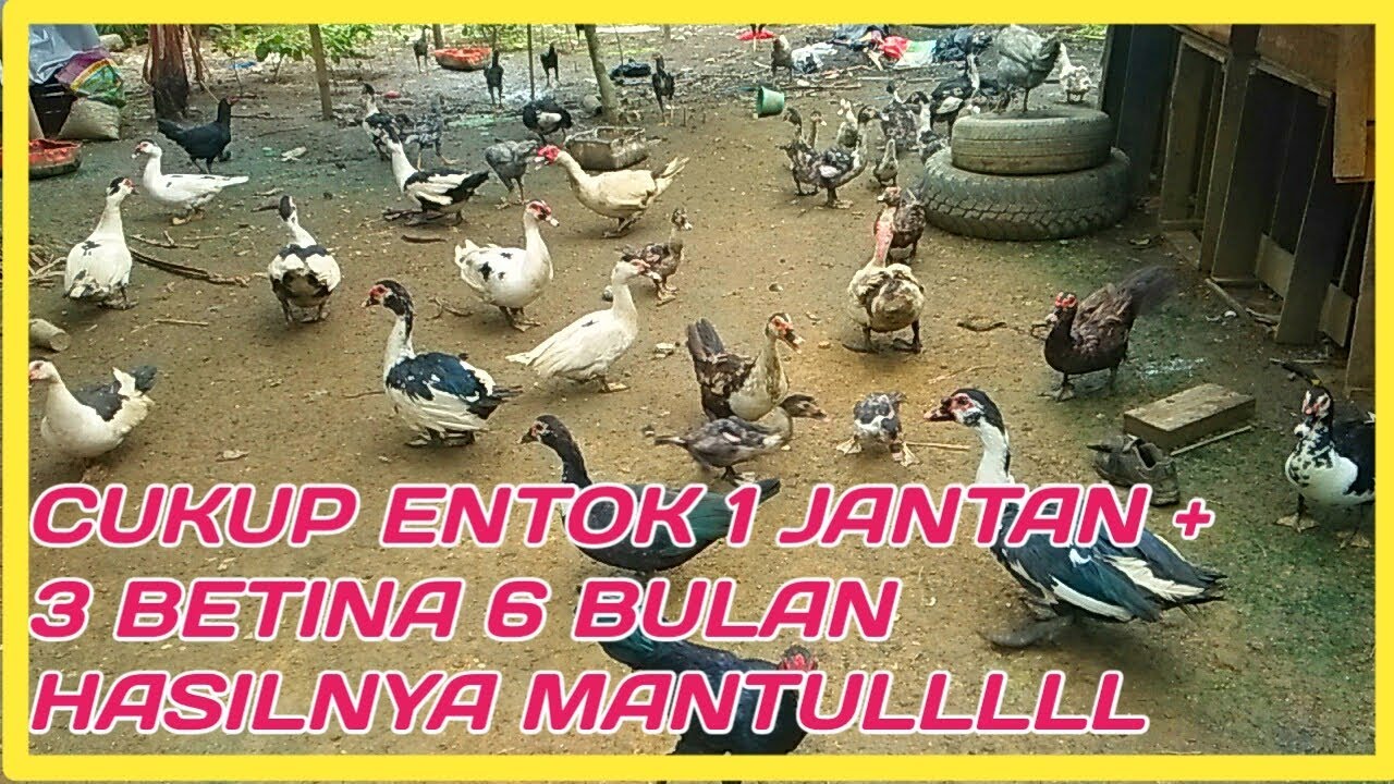 Beternak Entok Ternyata Cukup Mudah & Menyenangkan - YouTube