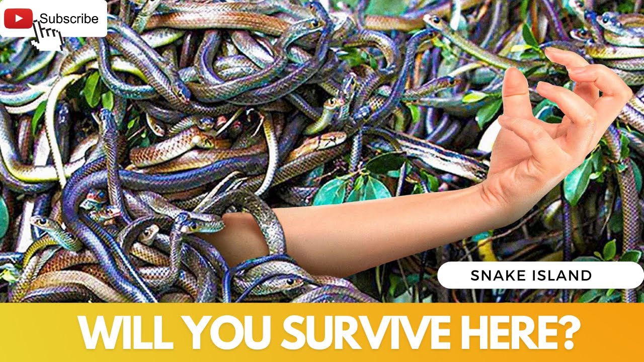 An island full of snakes! what to do if you got stranded? #facts # ...