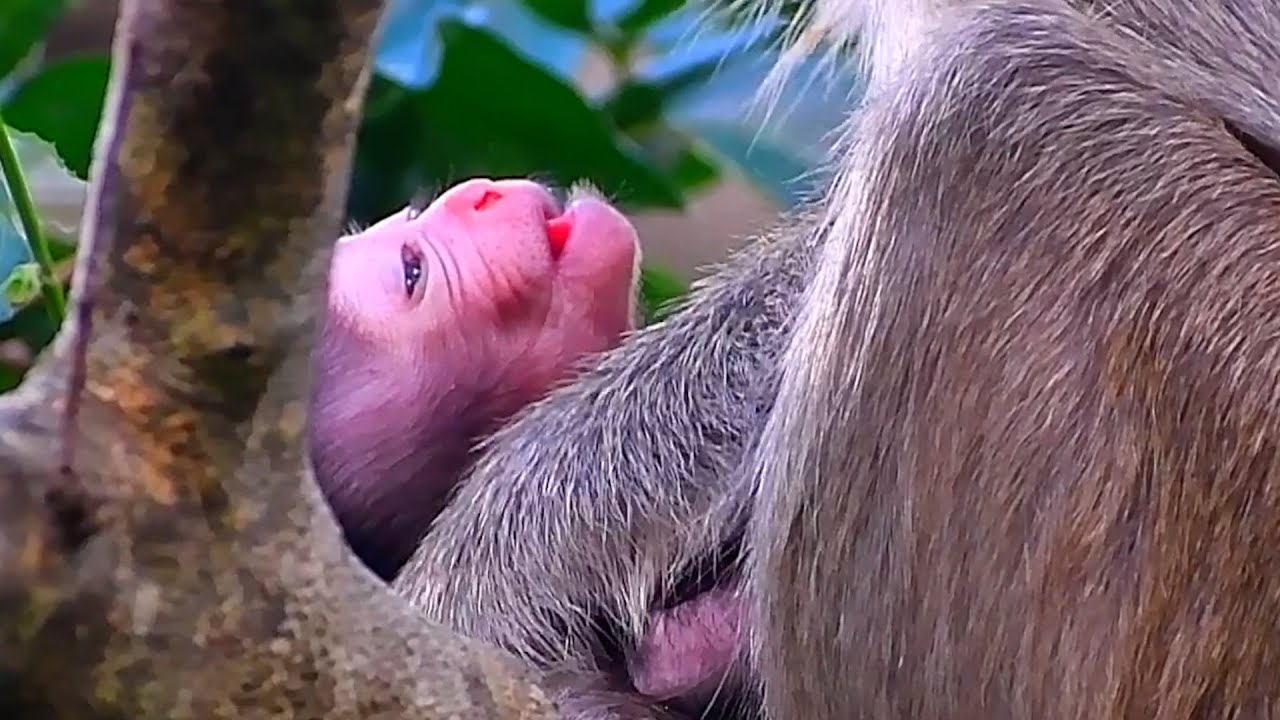 Adorable Wildlife: Gentle Animal Moments in Nature - YouTube
