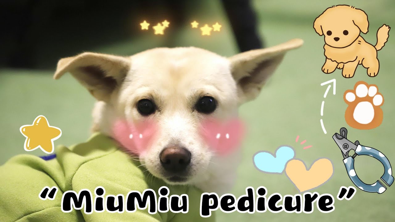 Pedicure for Miu Miu.#dog #funnydogs - YouTube