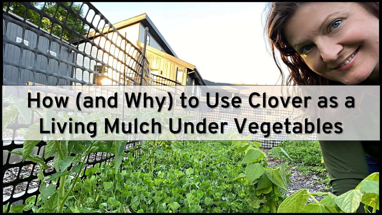 How, and Why, to Use Clover as a Living Mulch Under Vegetables - YouTube
