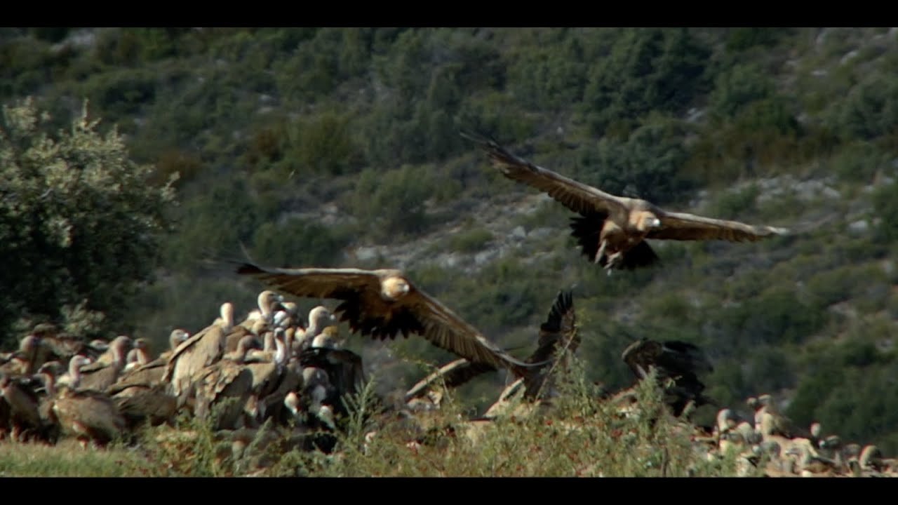 Vultures in Spain - A sad story - YouTube