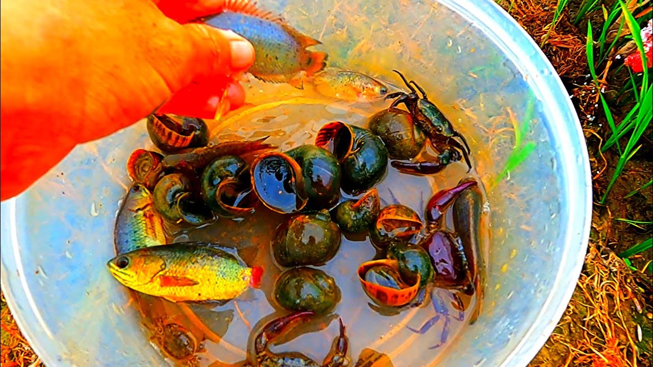Small crabs in rice fields look for living creatures in Vietnamese ...