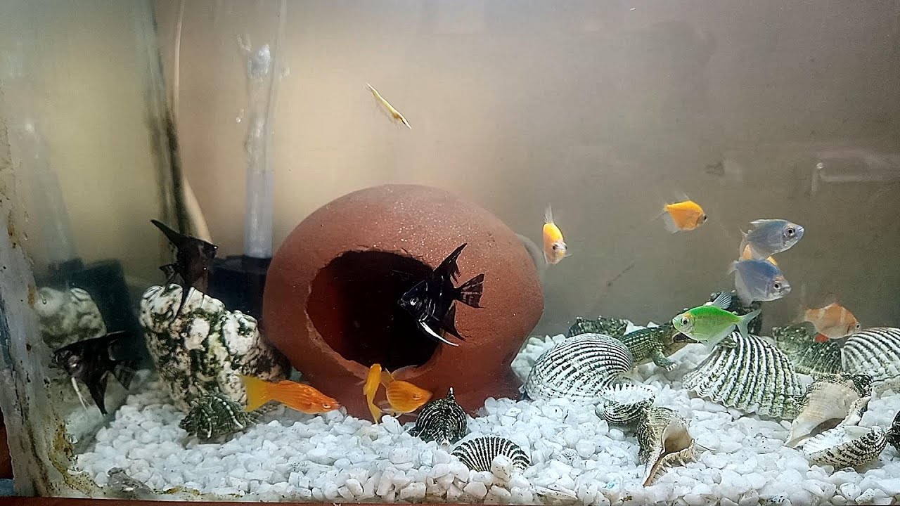 Buying colorful fish and knowing their prices - YouTube