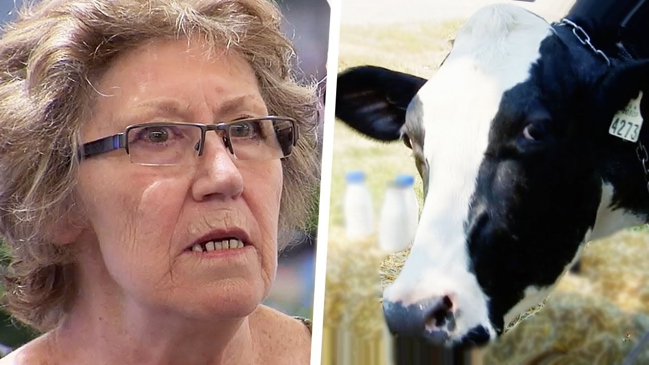 Mad Cow Milk| Just For Laughs Gags - YouTube