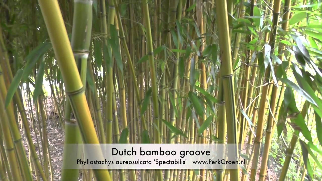 Dutch Bamboo Grove - Nederlands bamboebos - YouTube