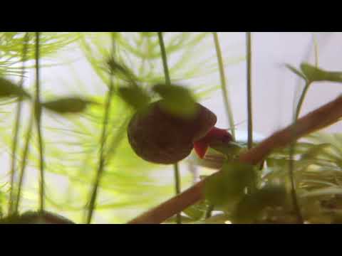 Slurpy's Theme Song - YouTube