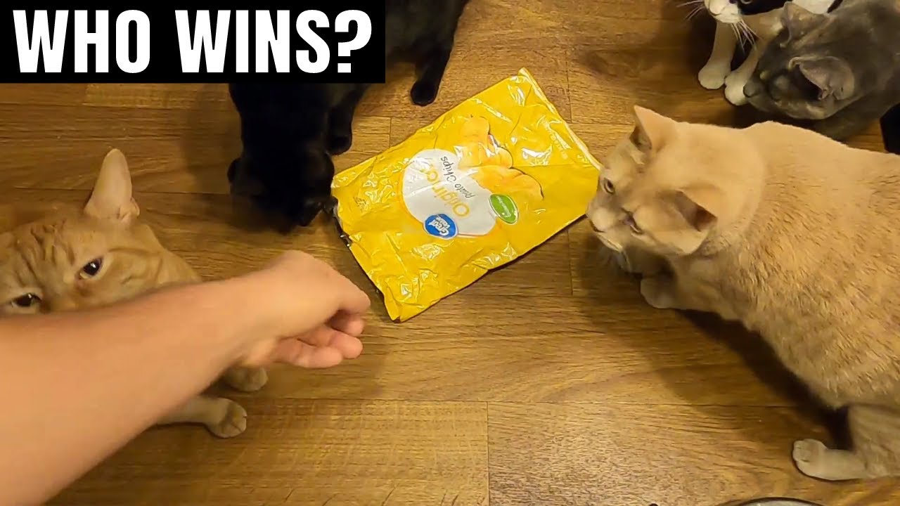 First Cat to Lay Down on Chip Bag WINS the GRAVY!! - YouTube