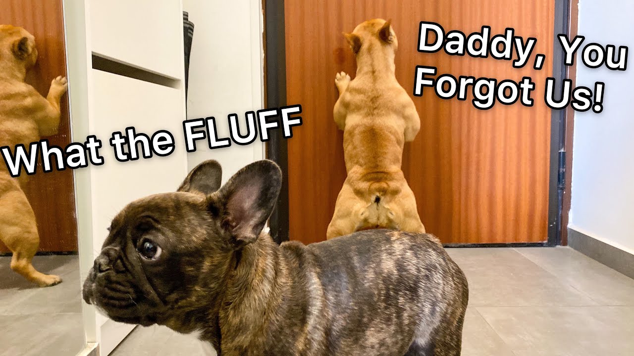 I Forgot How To Dog
