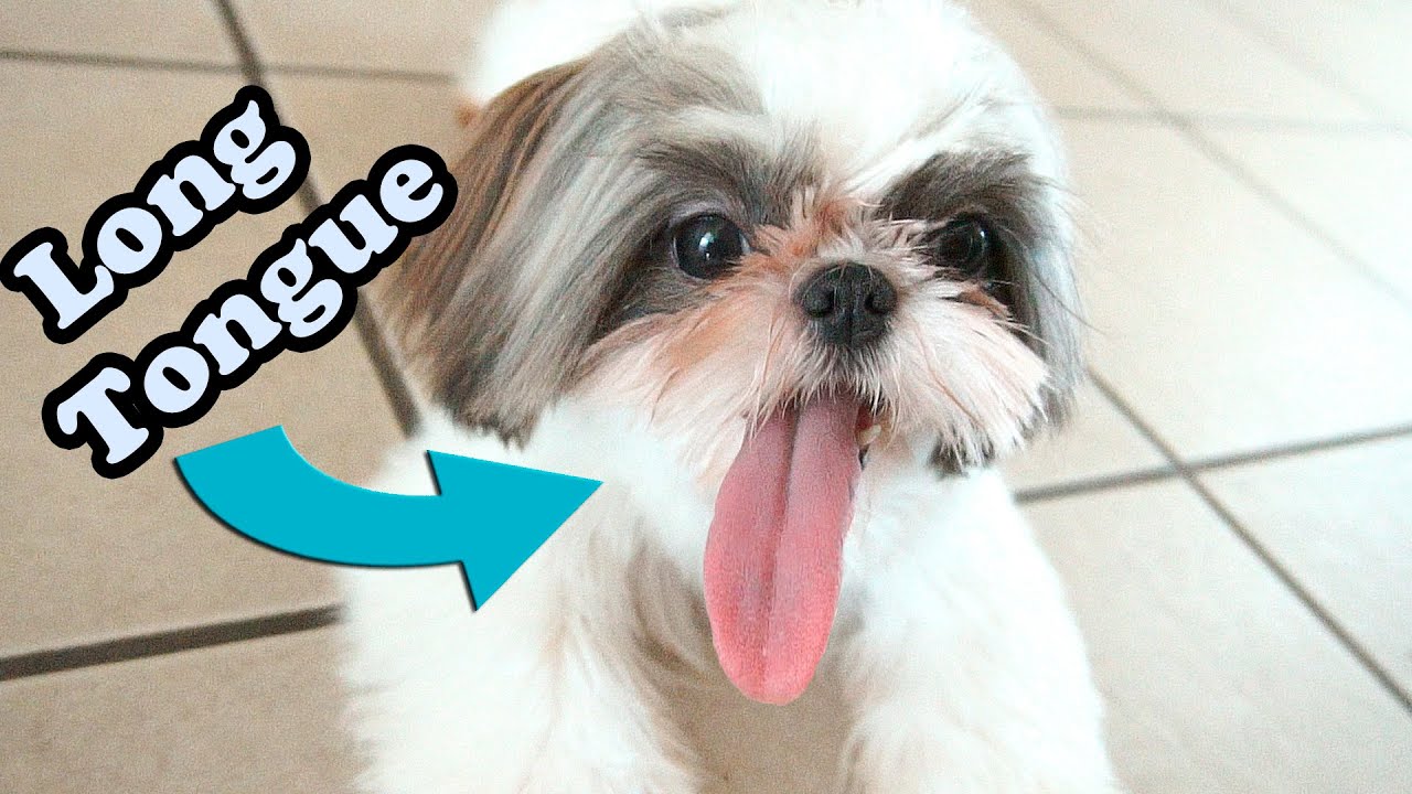Why Do Shih Tzus Stick Out Their Tongue