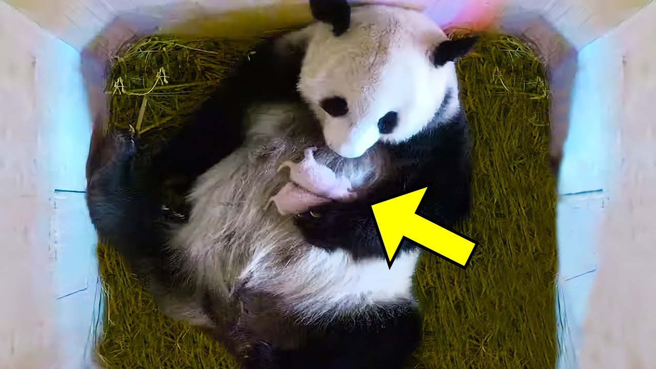 Panda Gives Birth for the First Time... When She Got up, the Keepers ...