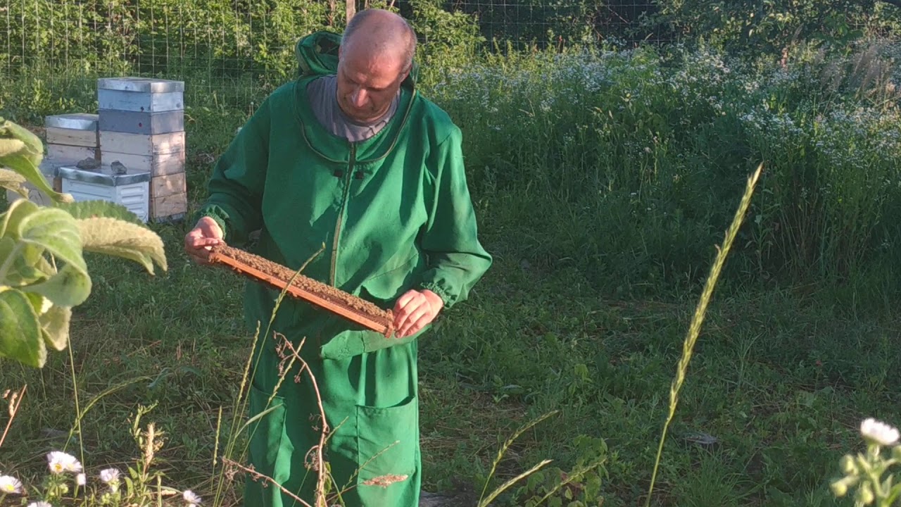 ApiMag: наша экопасека - YouTube