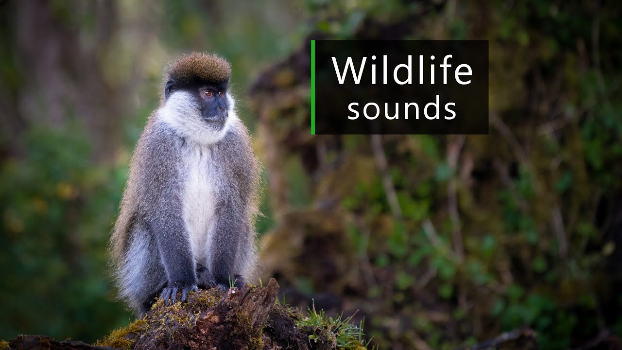 Rainforest soundscape - A forest in the clouds - YouTube