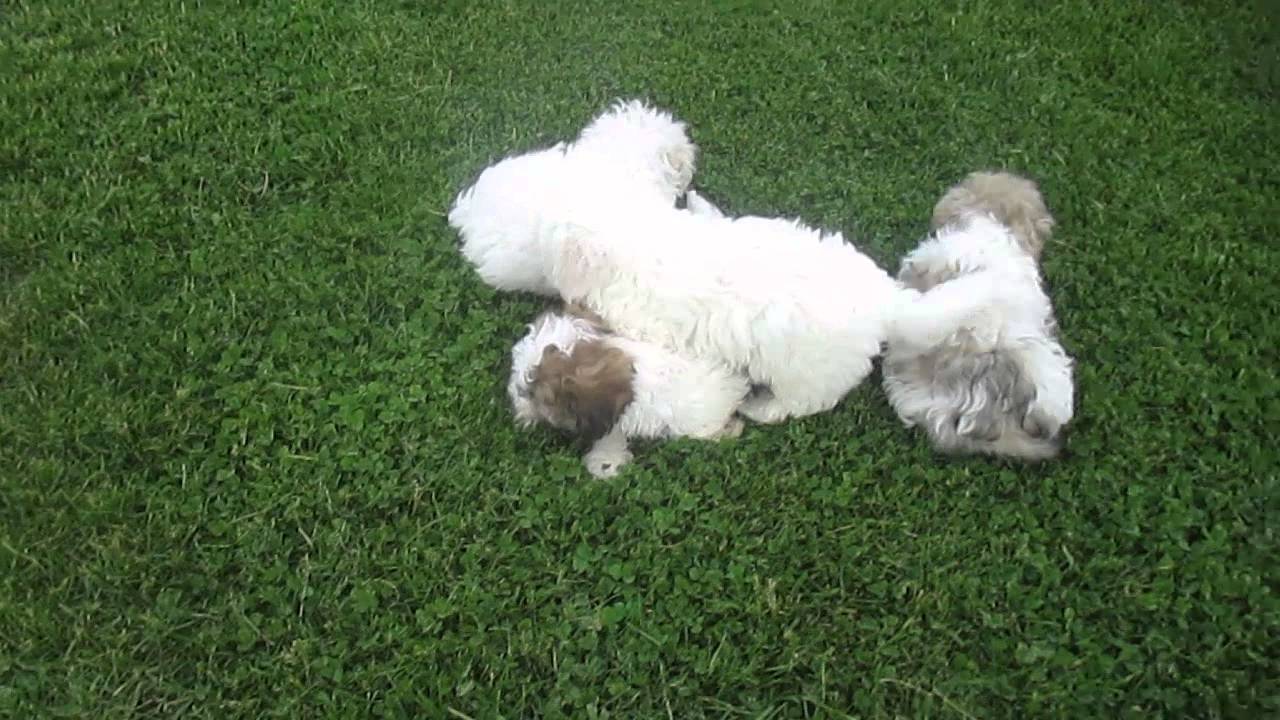 Lhasa Poo Puppies For Sale In Pa. - YouTube