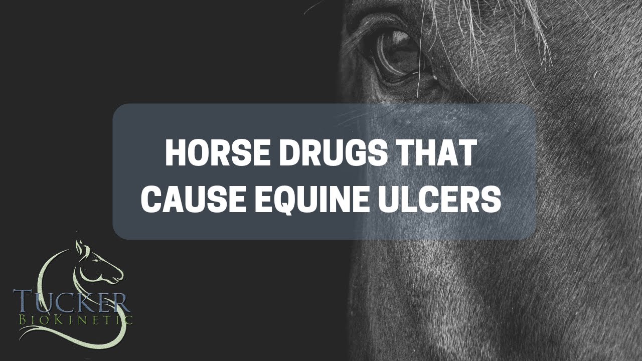 Horse Drugs That Cause Equine Ulcers - YouTube