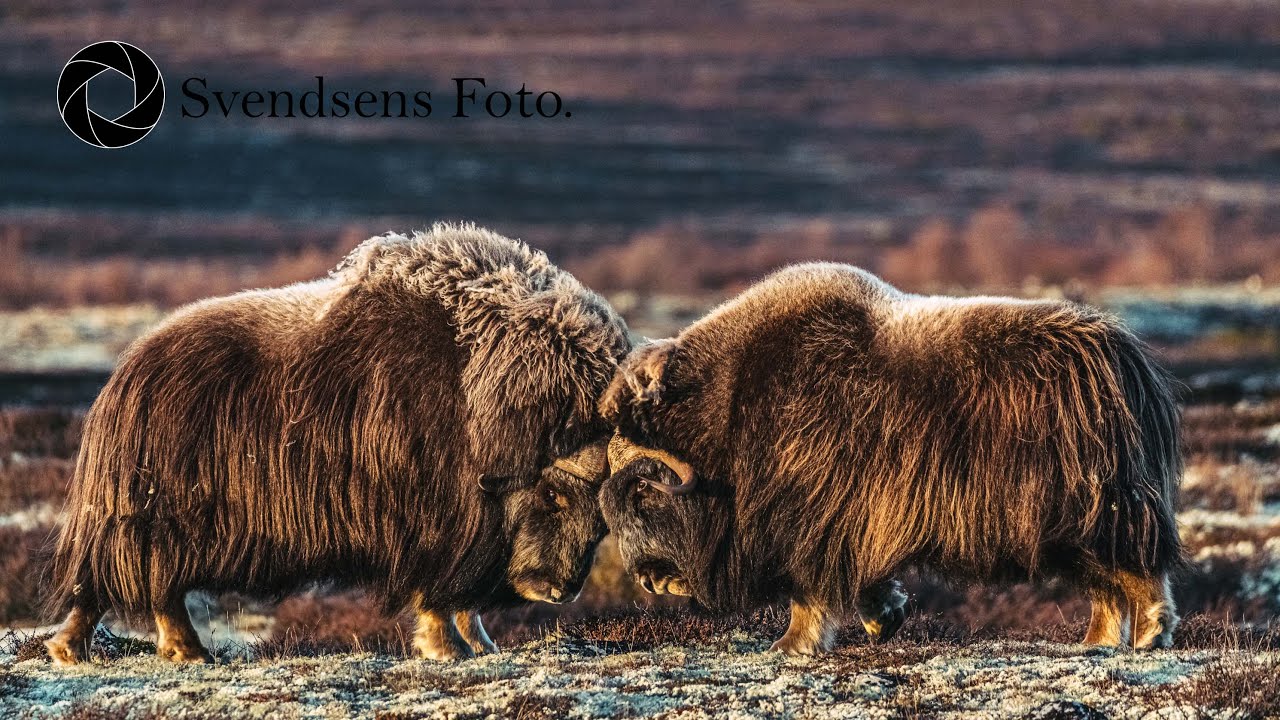 Photographing Musk Ox in a blizzard. - YouTube
