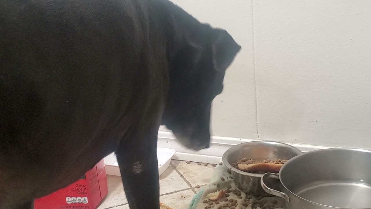 Cooper eating a cheeseburger - YouTube