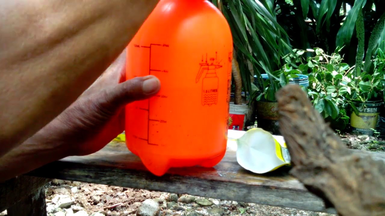 Mabisang (effective)pamatay (killer of) ng Anay (termites) at Langgam ...