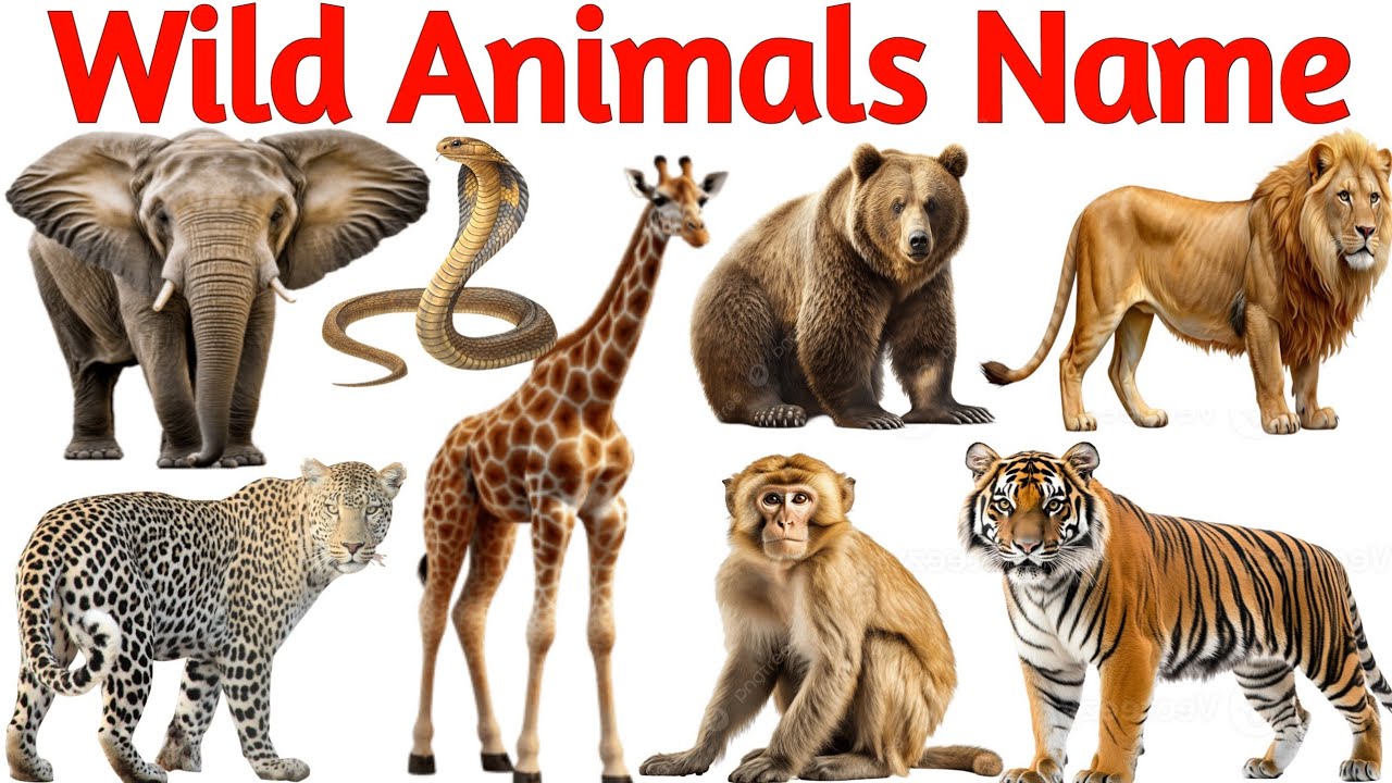 10 Easy Wild Animals for Kids | जंगली जानवरों के नाम बच्चों के लिए ...