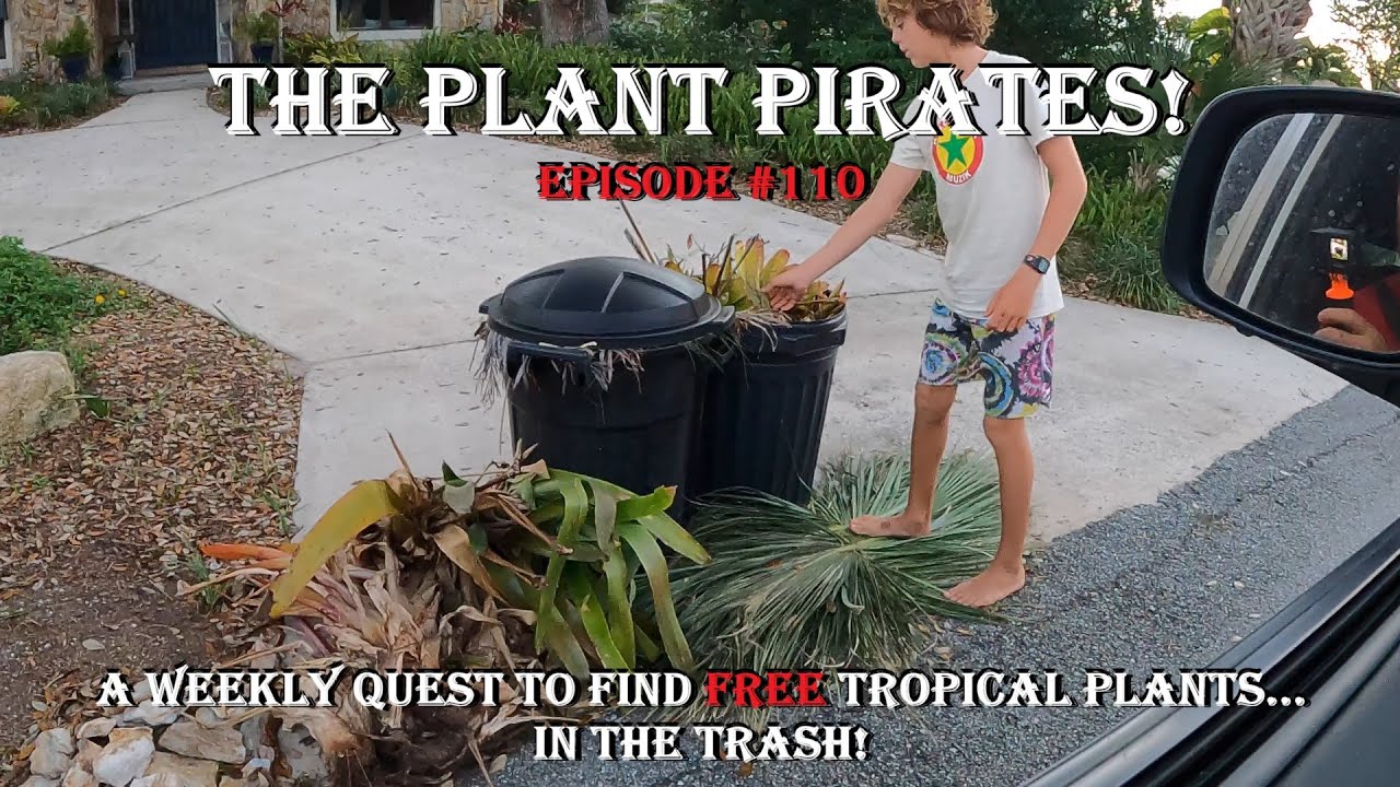 The Plant Pirates Episode 110 | Finding FREE Tropical Plants in the ...