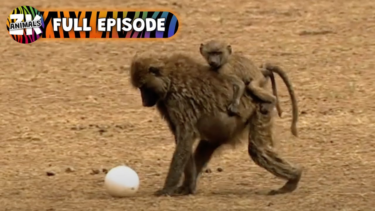 Unexpected Animal Antics! - Weird And Funny Animals - Funny Animals ...