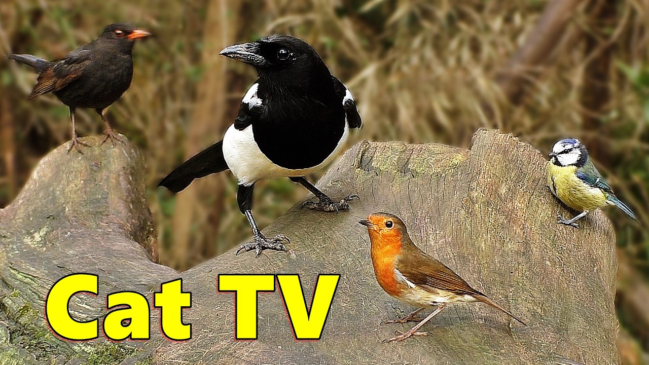 Videos for Cats to Watch ~ Cat TV Bird Watching Video ⭐ 8 HOURS ⭐ - YouTube