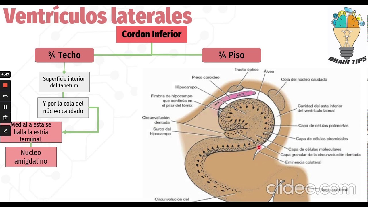 4 Ventrículos Del Cerebro