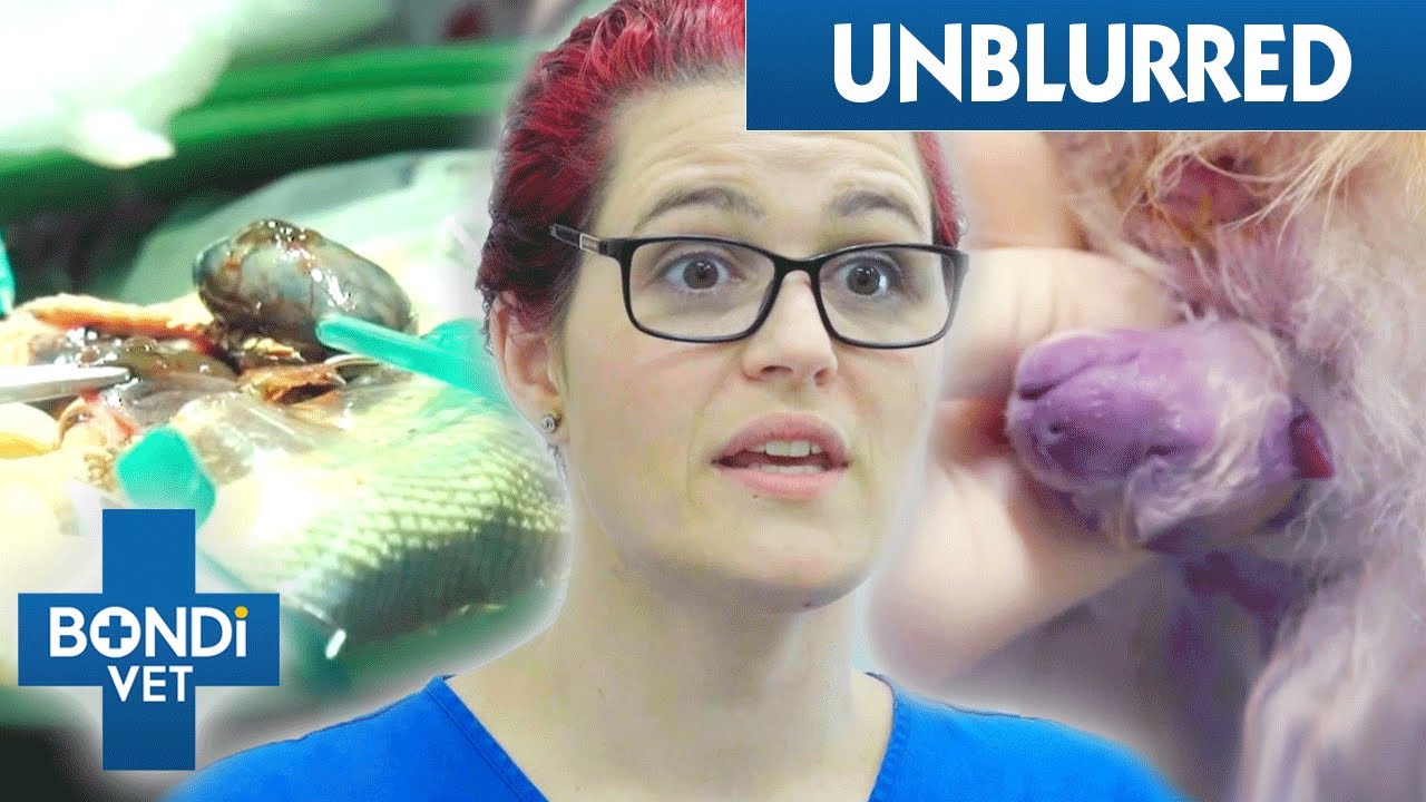 UNBLURRED: Vet Helps Dog During Complicated Birth | Coast to Coast S5 ...