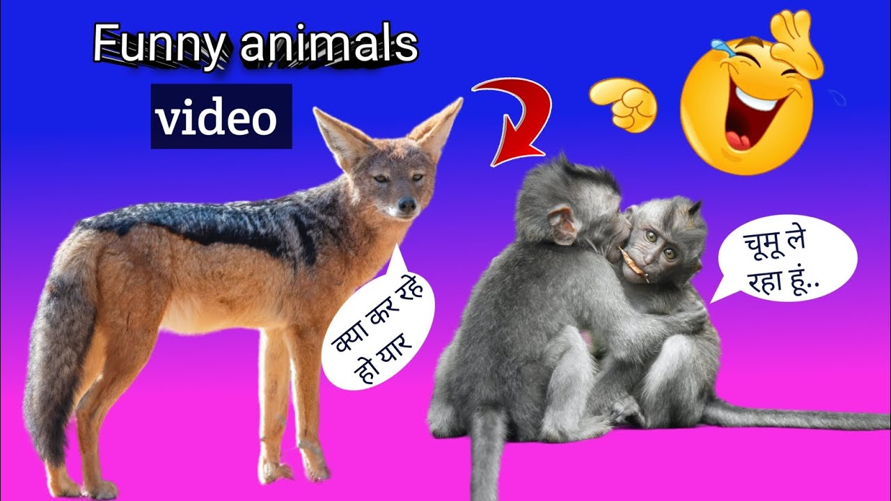 Top new funniest comedy video compilation #43 l Funny hub 2.O - YouTube