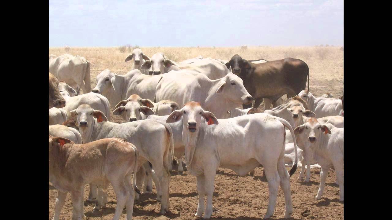 Ian Braithwaite - NTCA 2013 Annual Conference - YouTube